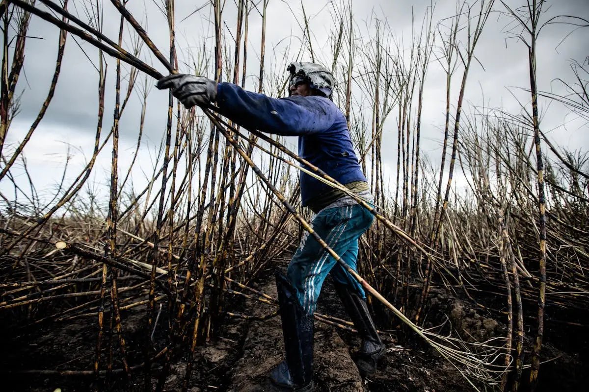 Sustainable Food Packaging: Balancing Plastic and Biodegradable Option ...